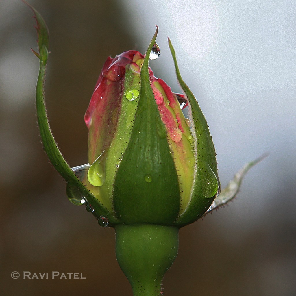 A Tearing Rosebud - Photos by Ravi