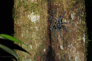 Ecuador Amazon - Black Tarantulas - Photos by Ravi