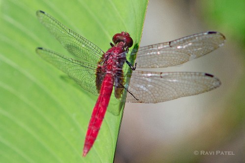 Colorful Body with Clear Wings - Photos by Ravi