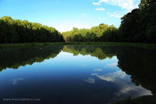 Pond Mirror Reflections - Photos by Ravi