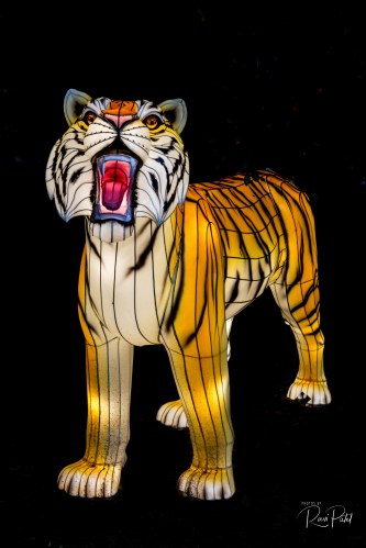 Chinese Lantern Festival - Growling Tiger - Photos by Ravi