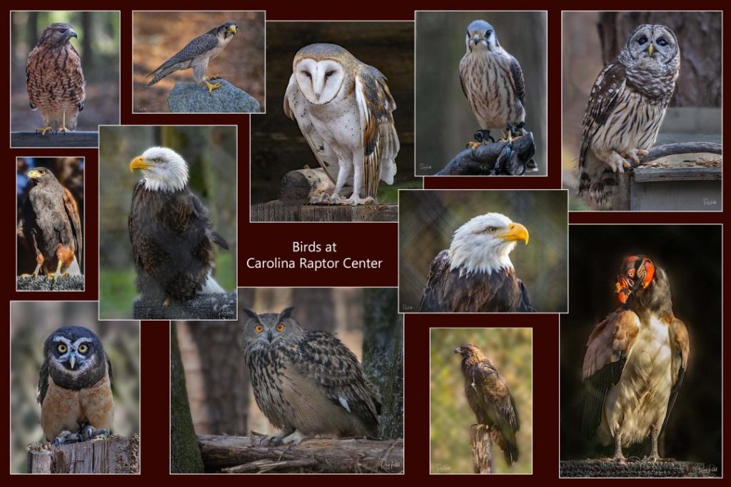 Birds at Carolina Raptor Center - Photos by Ravi