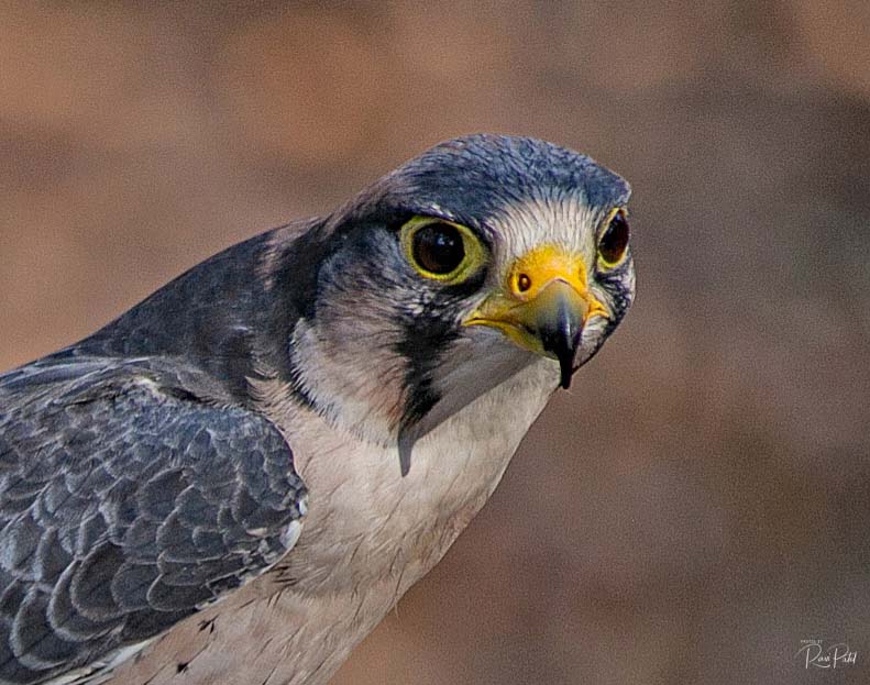 Eyes of the Lanner Falcon - Photos by Ravi