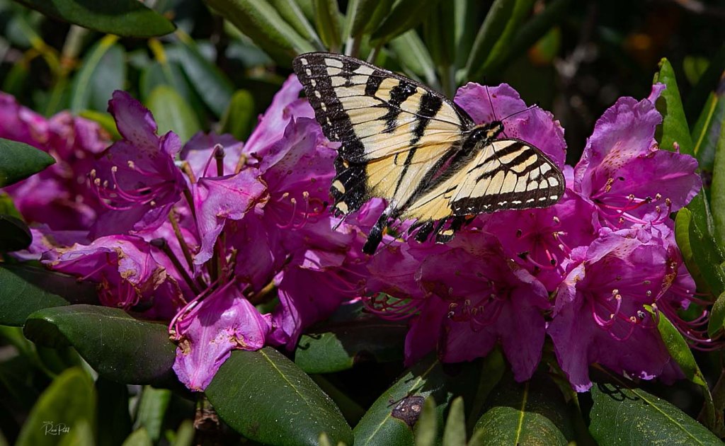 Butterfly Landing - Photos by Ravi
