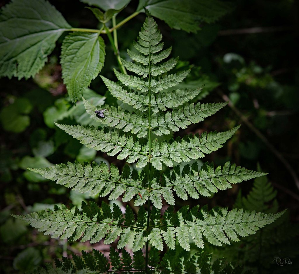 A Natural Pyramid - Photos by Ravi