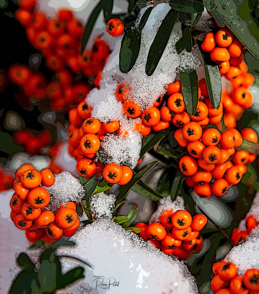 Berries with Snow - Photos by Ravi