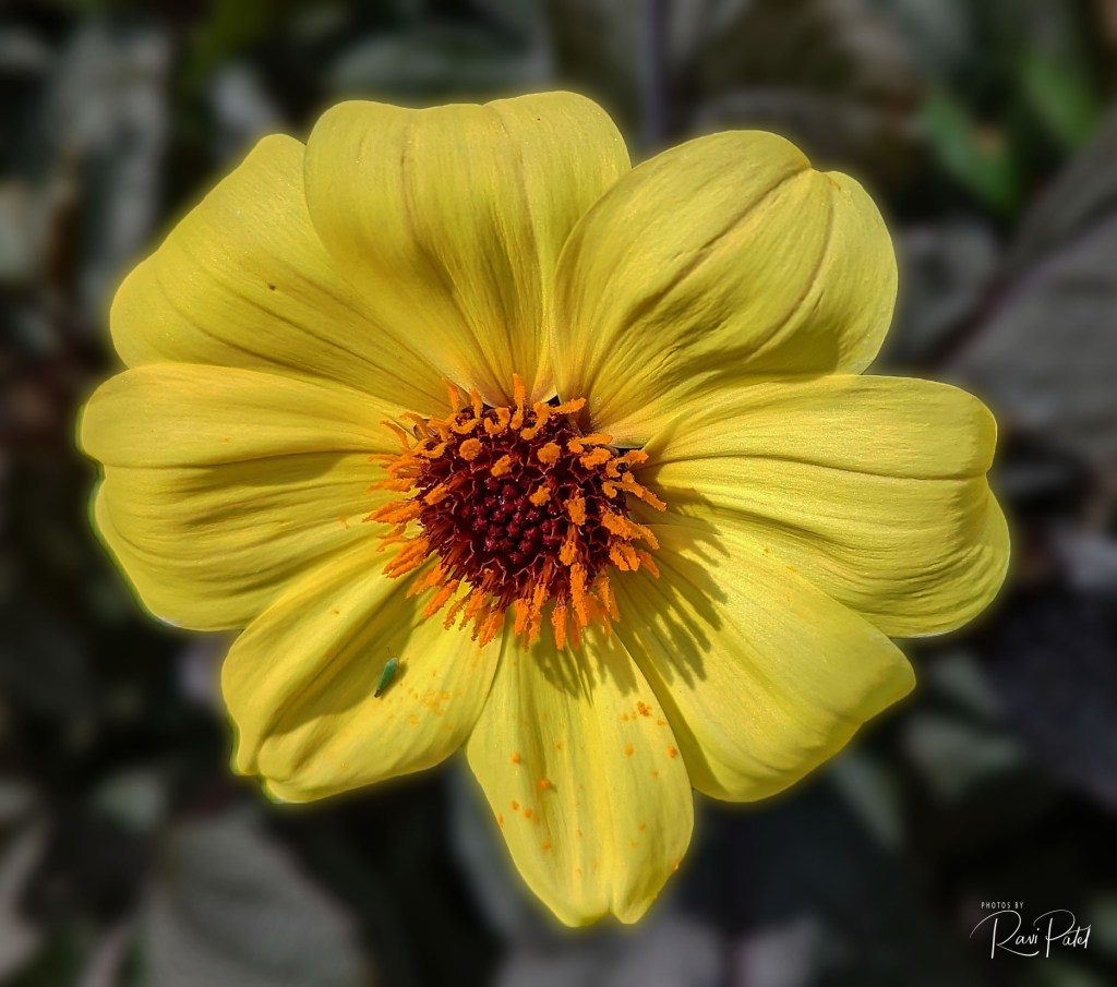 Flowers - Mystic Illusion Dahlia - Photos by Ravi