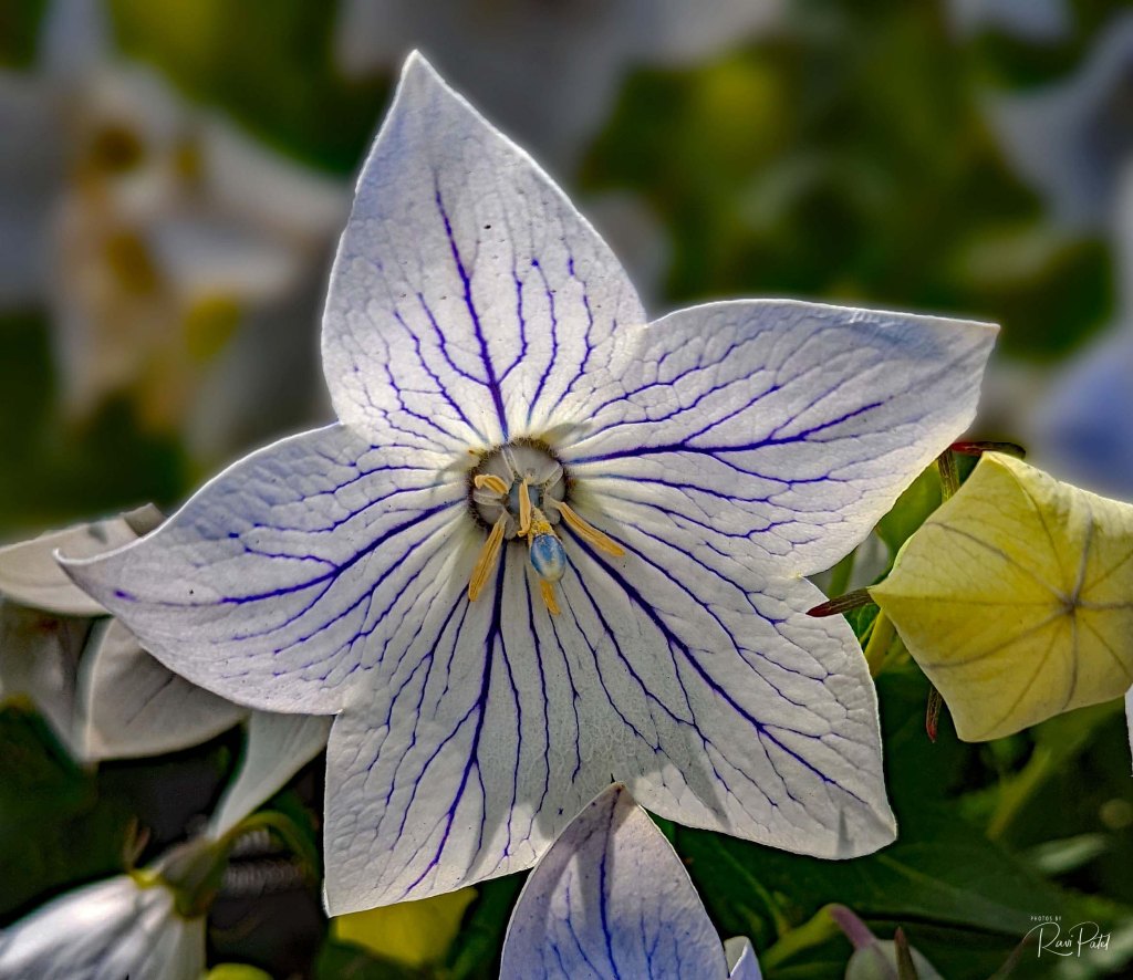 Flowers - Veins of a Balloon Flower - Photos by Ravi