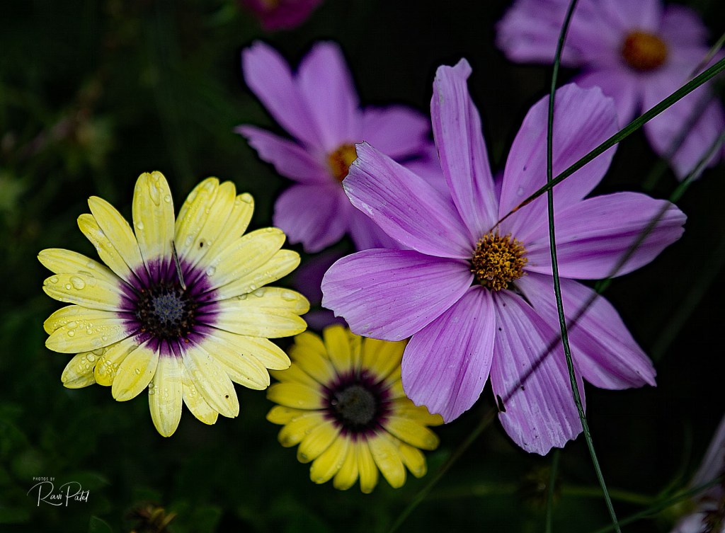 Flowers - Color Combination of Nature - Photos by Ravi