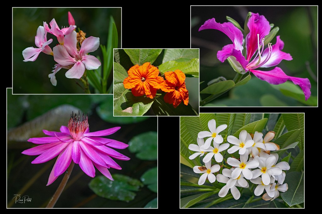 Variety of Flowers in India - Photos by Ravi