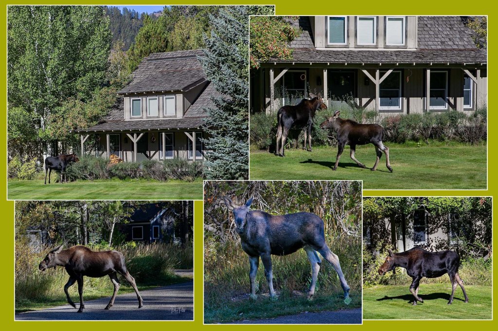 Moose in the Neighborhood - Photos by Ravi