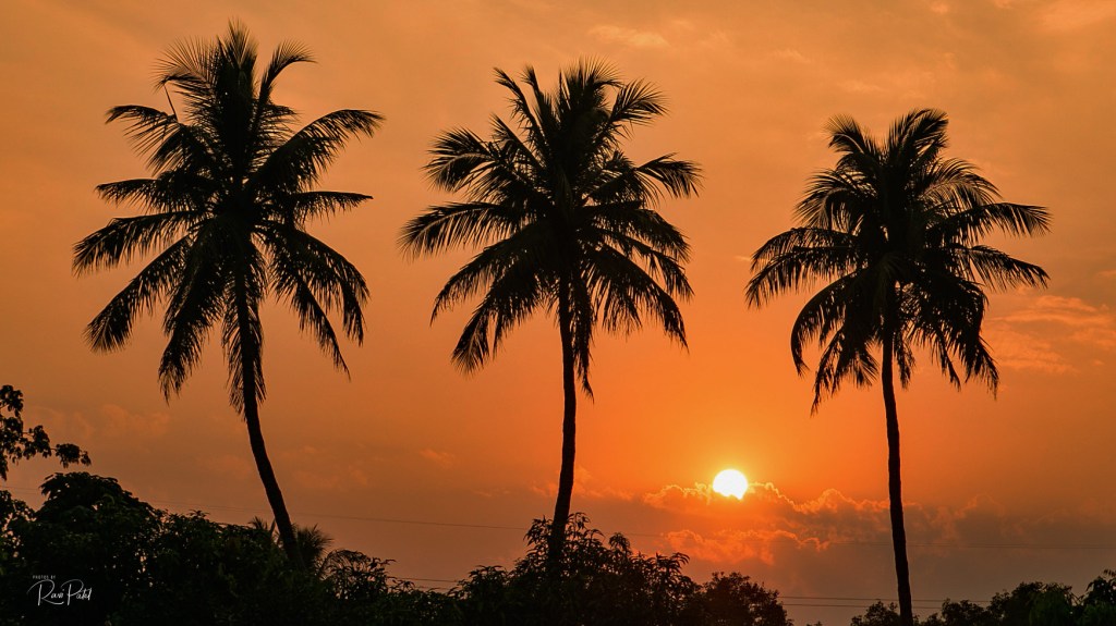 Sunset Against Palm Trees - Photos by Ravi