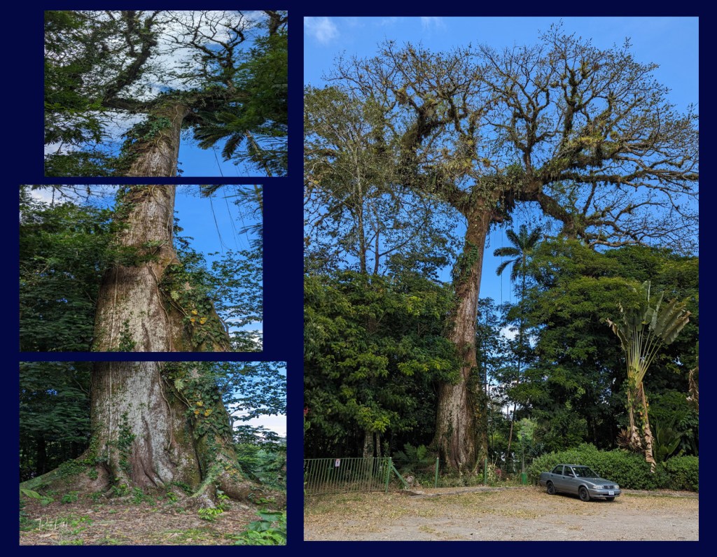 Costa Rica - Trees - Photos by Ravi