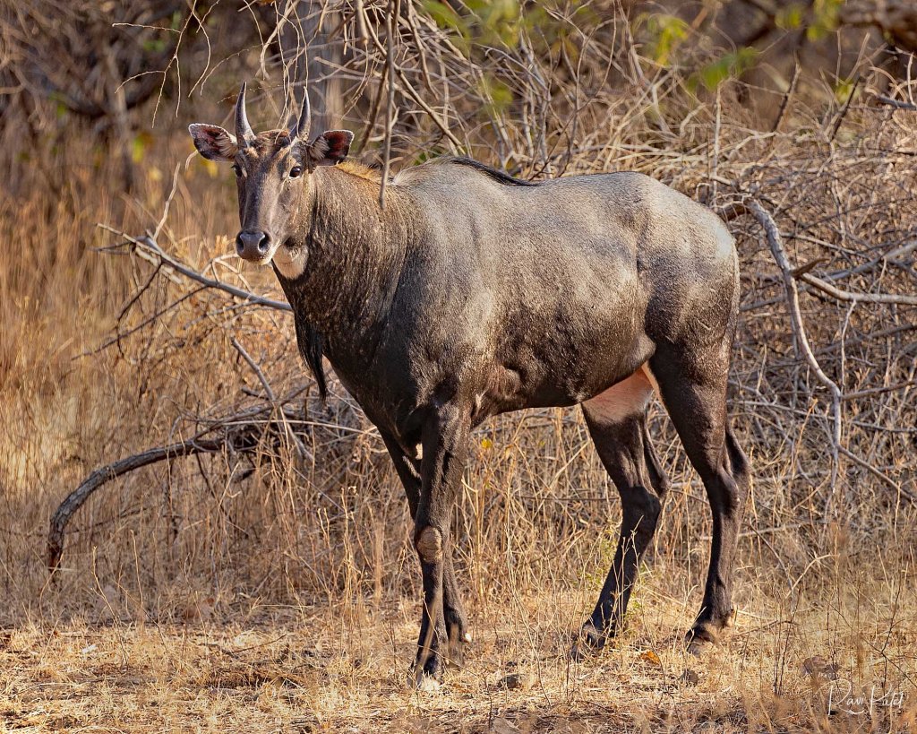 Male Nilgai - Photos by Ravi