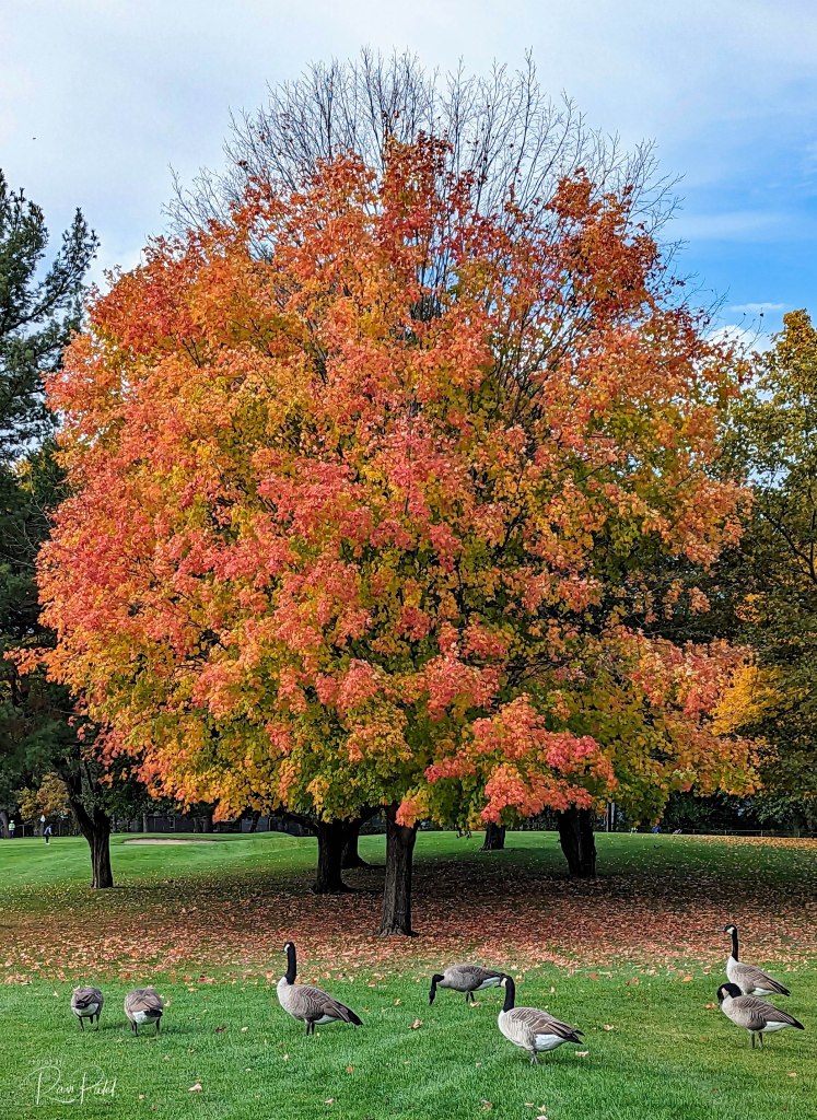 Geese Enjoying Fall Colors - Photos by Ravi