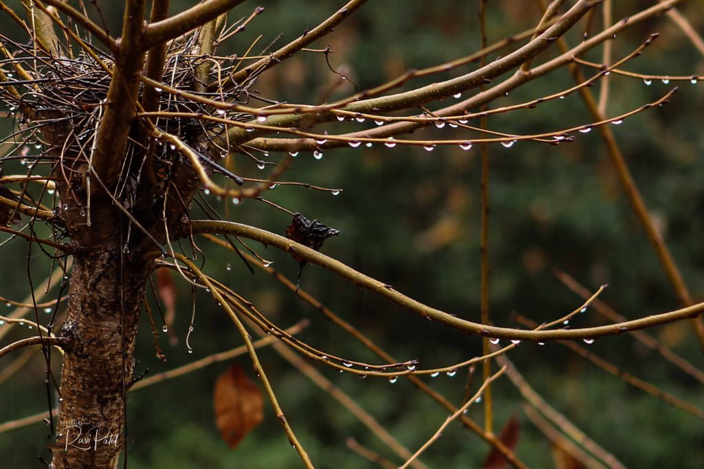 A String of Raindrops - Photos by Ravi