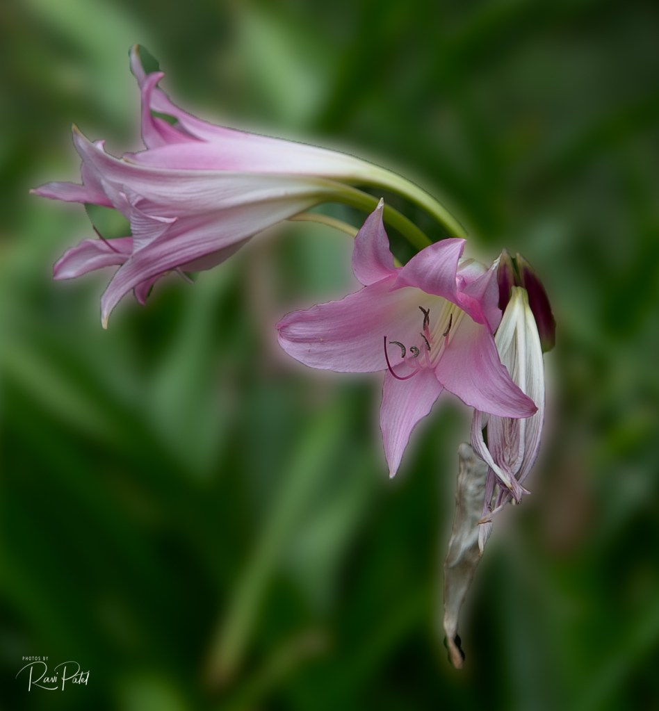 Pink Crinum Lily - Photos by Ravi