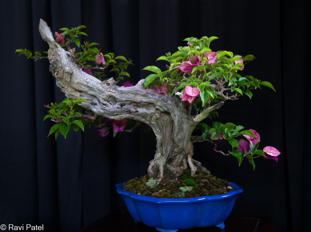 Bougainvillea Bonsai - Photos by Ravi
