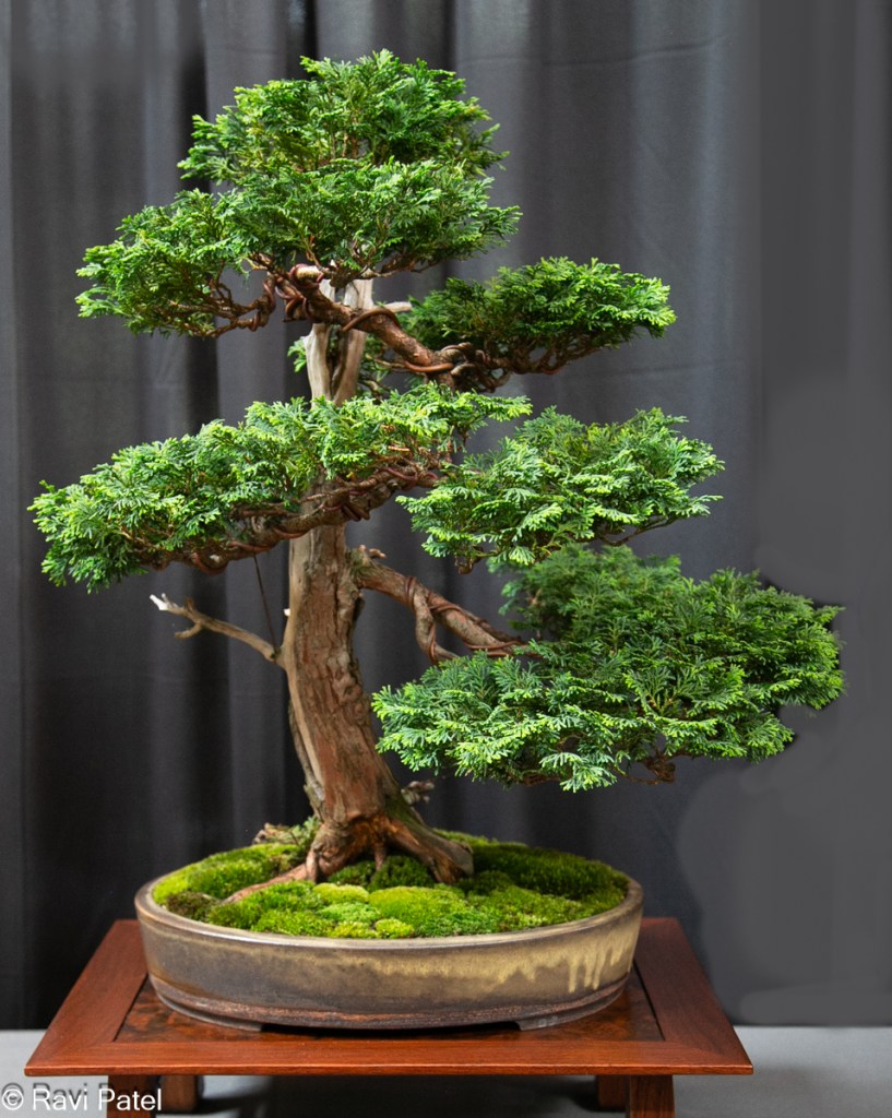 A Unique Bonsai - Photos by Ravi