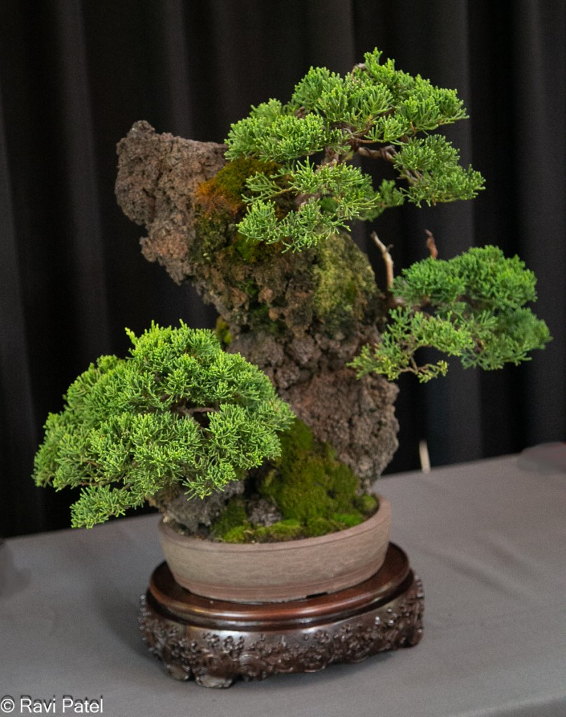 Triple Growth in a Bonsai Tree - Photos by Ravi