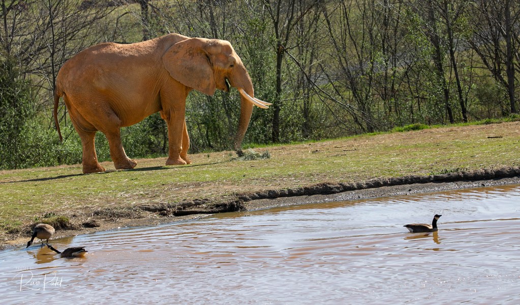 Duck Leading an African Elephant - Photos by Ravi