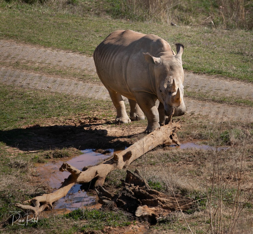 From One to Three Rhinos - Photos by Ravi