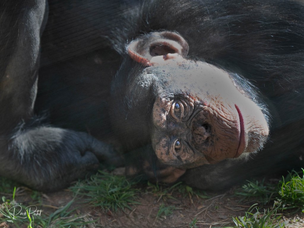Chimpanzee Lying Down - Photos by Ravi