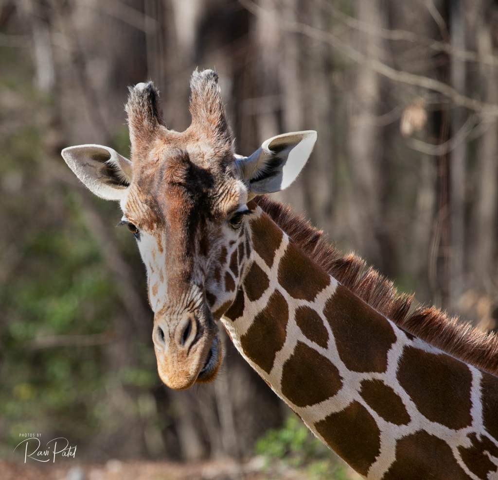 Giraffe Looking at You and Fed - Photos by Ravi